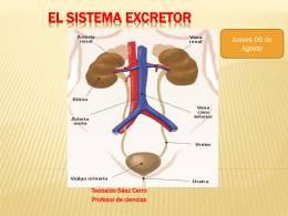 sistema excretor en el ser humano.