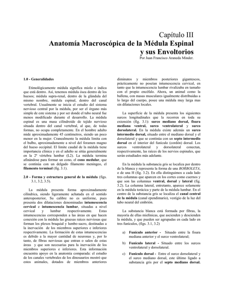 4. Anatomía de Médul..