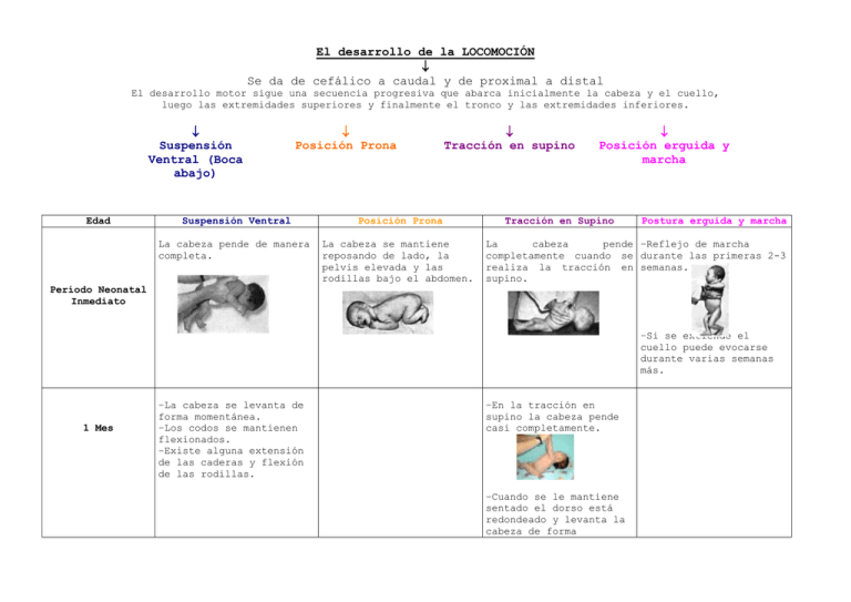 El desarrollo de la LOCOMOCIÓN