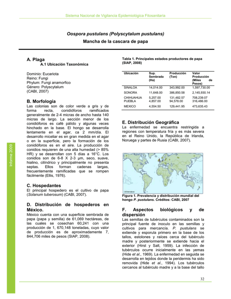 Oospora pustulans (Polyscytalum pustulans) Mancha de la cascara de papa ...