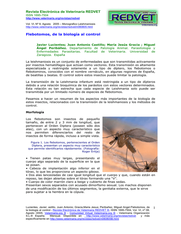 Flebotomos, de la biología al control