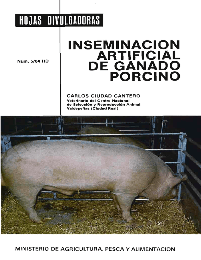 INSEMINACION ARTIFICIAL DE GANADO PORCINO