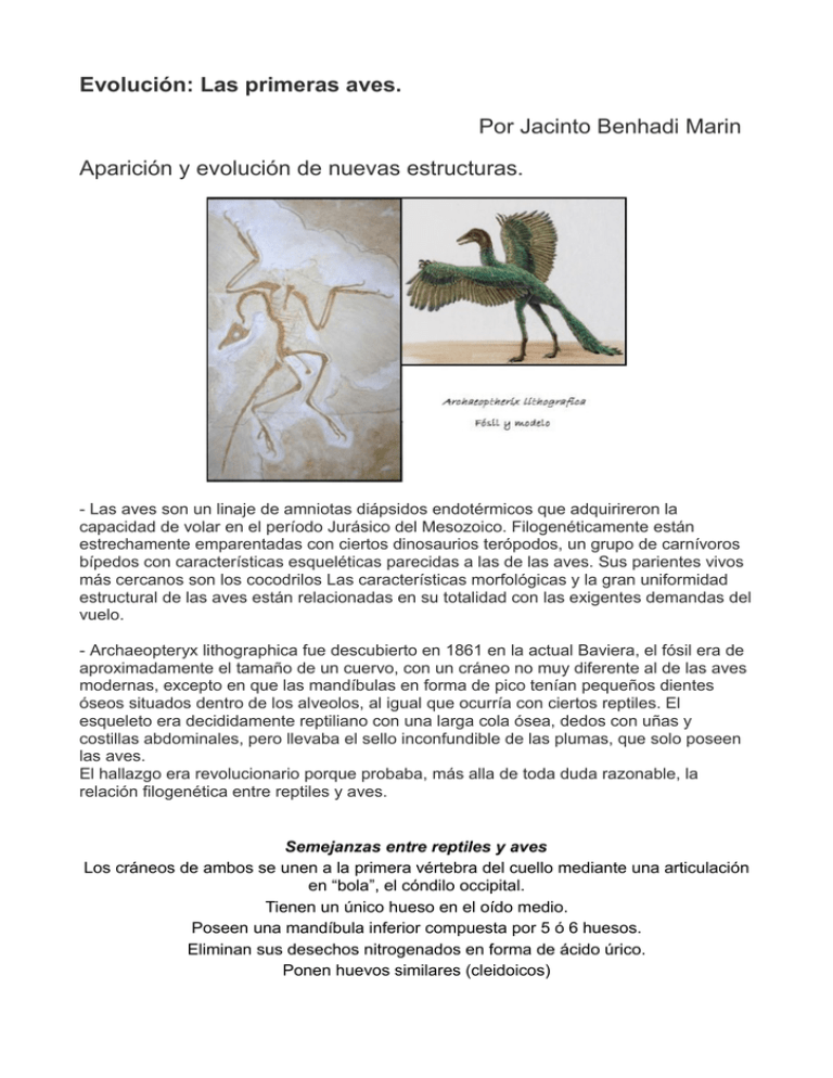 Evolución: Las primeras aves
