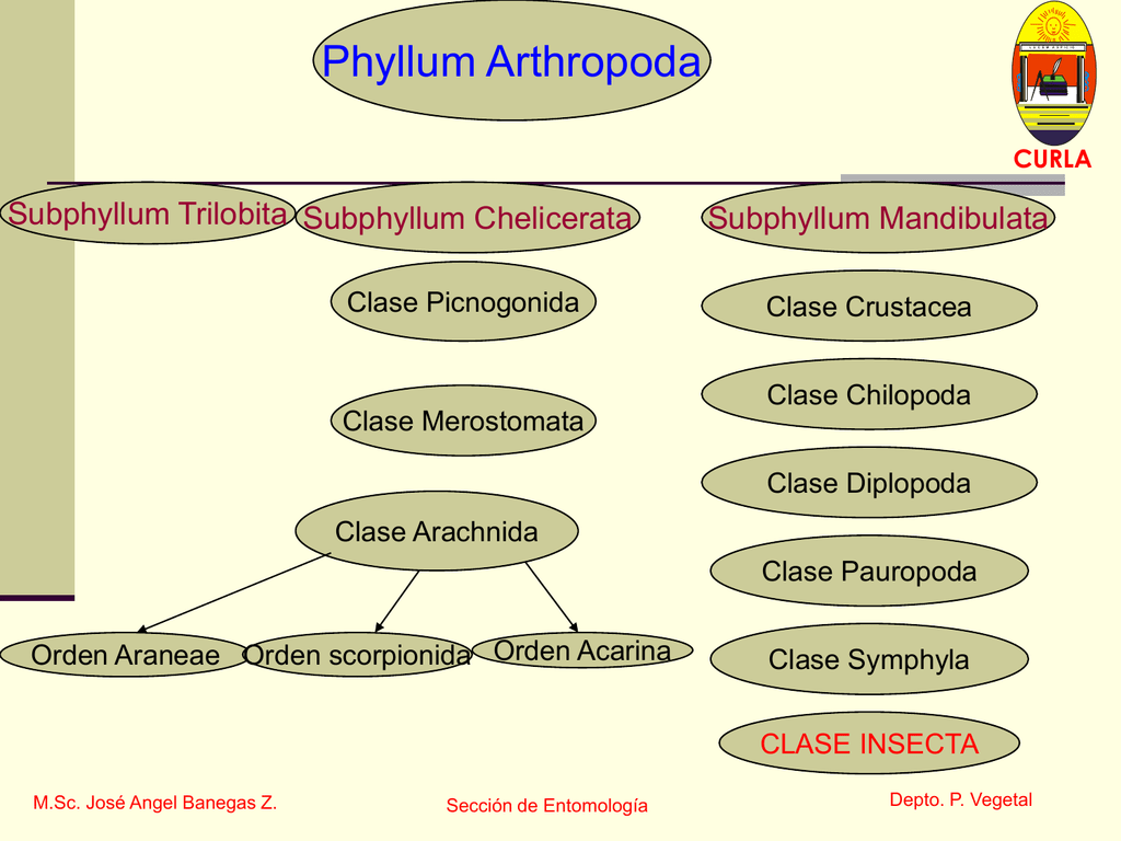 principales grupos de insectos