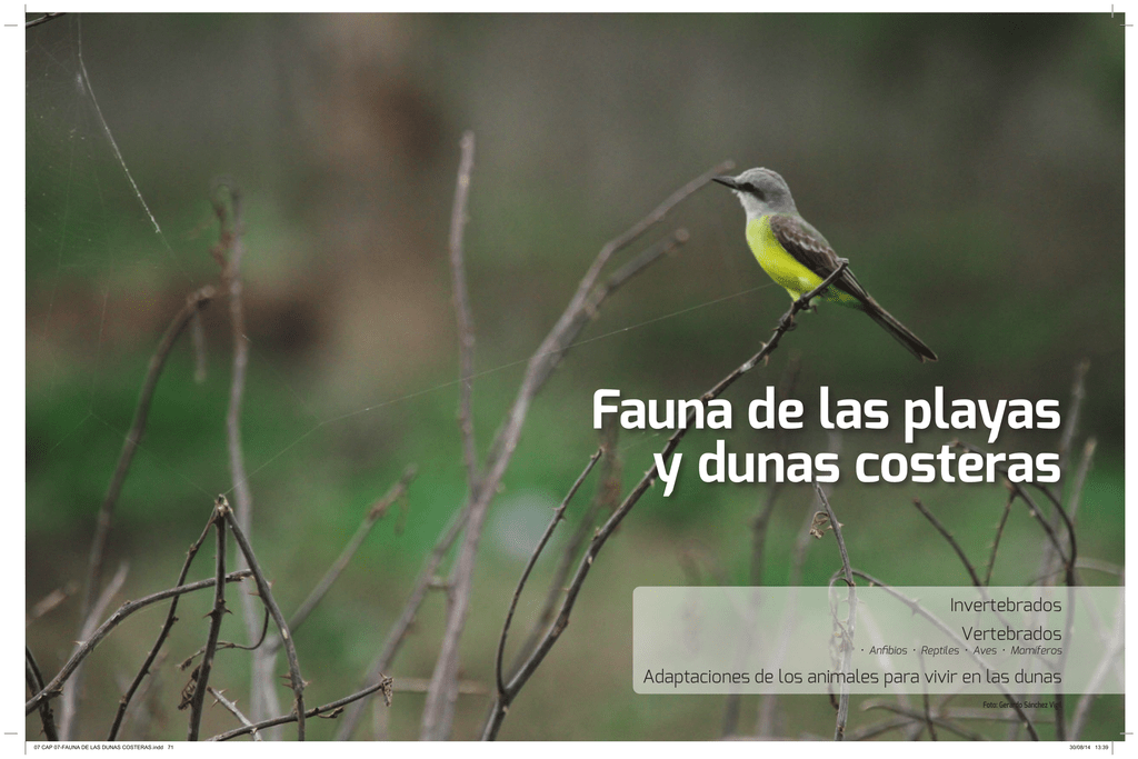 Fauna de las playas y dunas costeras