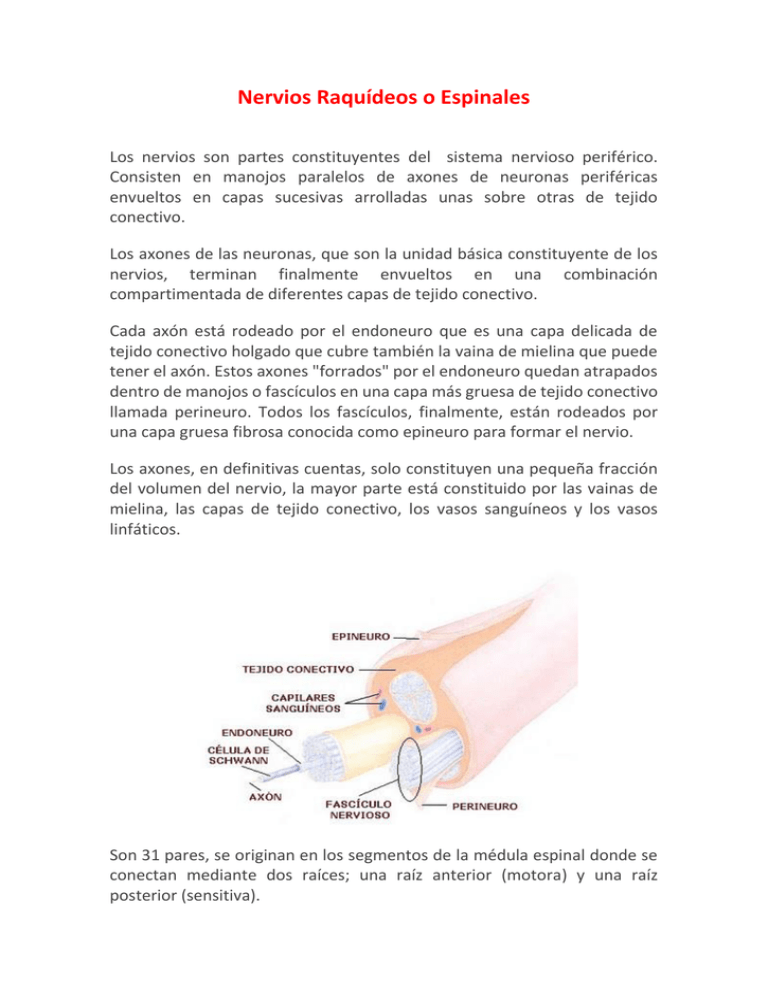 Nervios Raquídeos o Espinales
