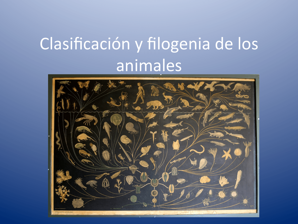 Clasificación y filogenia de los animales