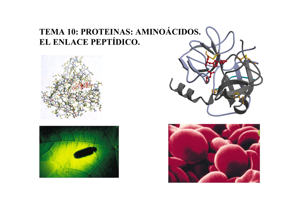 TEMA 10: PROTEINAS: AMINOÁCIDOS. EL ENLACE PEPTÍDICO.