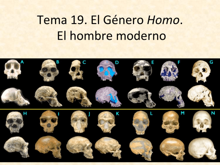 Tema 19. El Género Homo. El hombre moderno