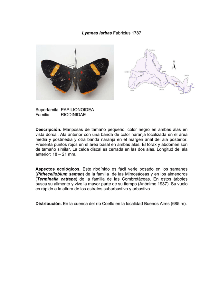 16. Fichas Riodinidae