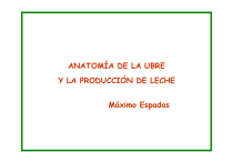 Anatomía de la Ubre y Producción de Leche en Vacas