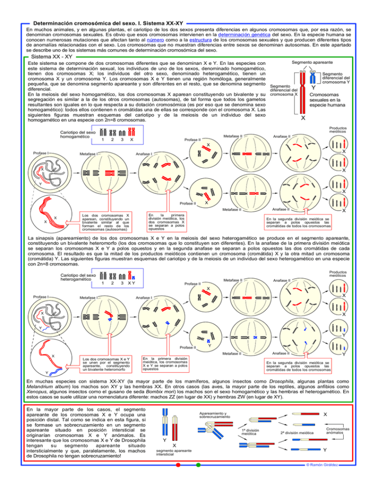 Determinación cromosómica del sexo. I. Sistema XX