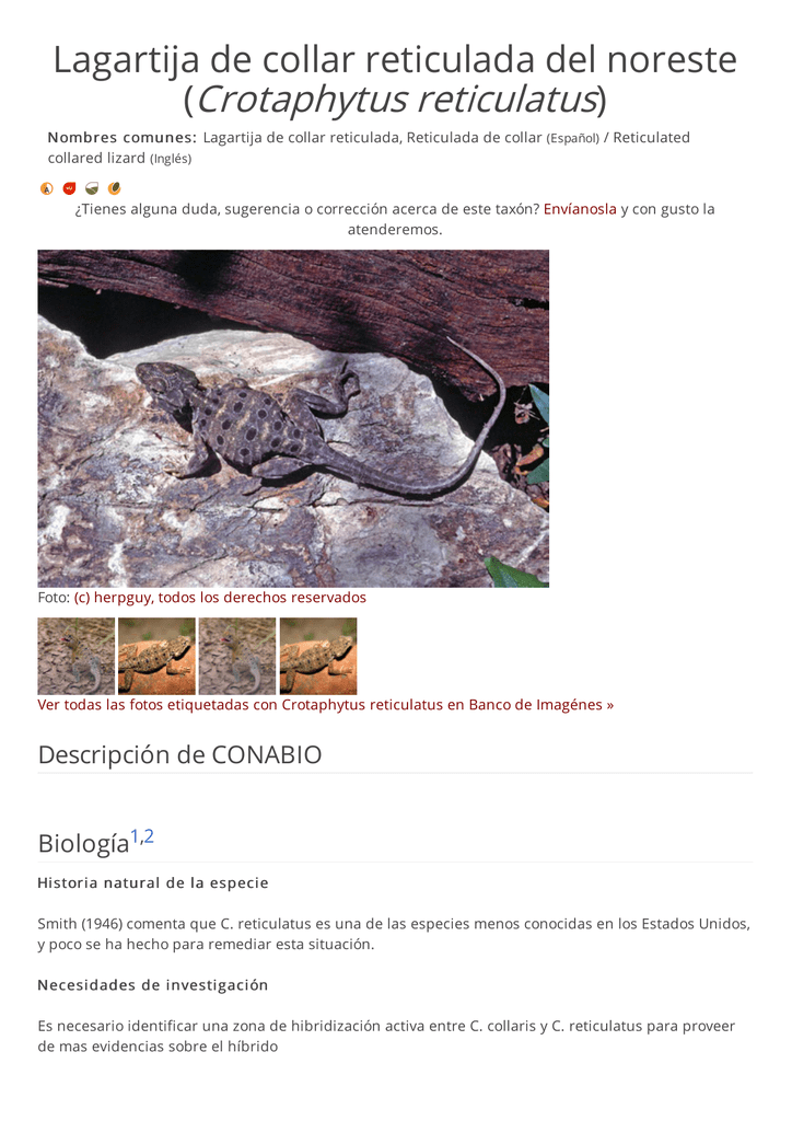 Lagartija de collar reticulada del noreste (Crotaphytus