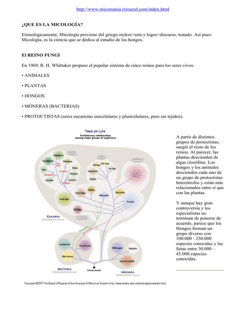 EL REINO FUNGI