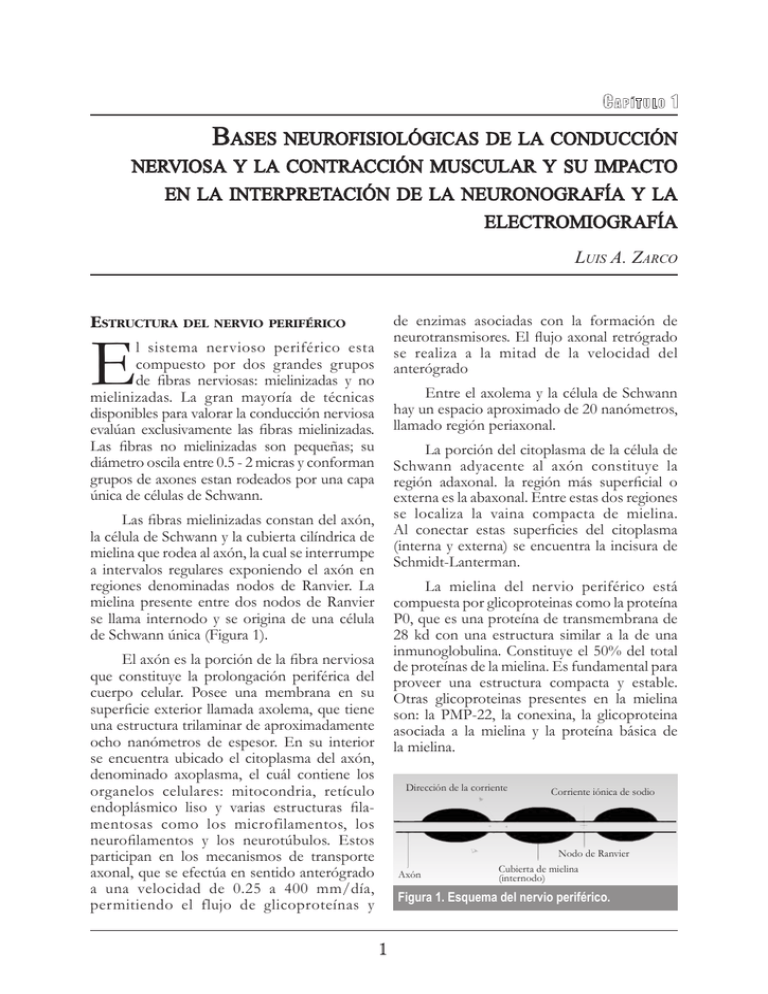 1 BASES NEUROFISIOLÓGICAS DE LA CONDUCCIÓN NERVIOSA
