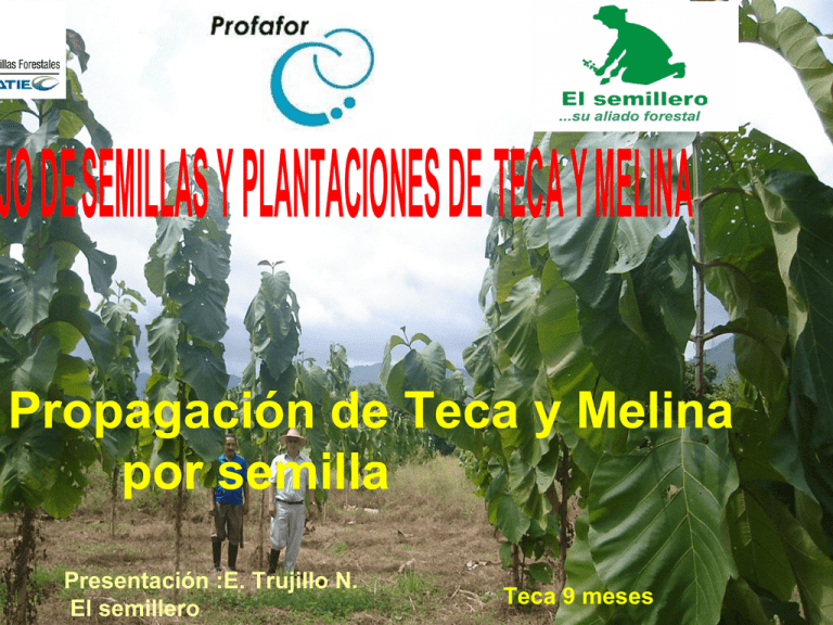 PROPAGACIÓN DE TECA Y MELINA POR SEMILLA E
