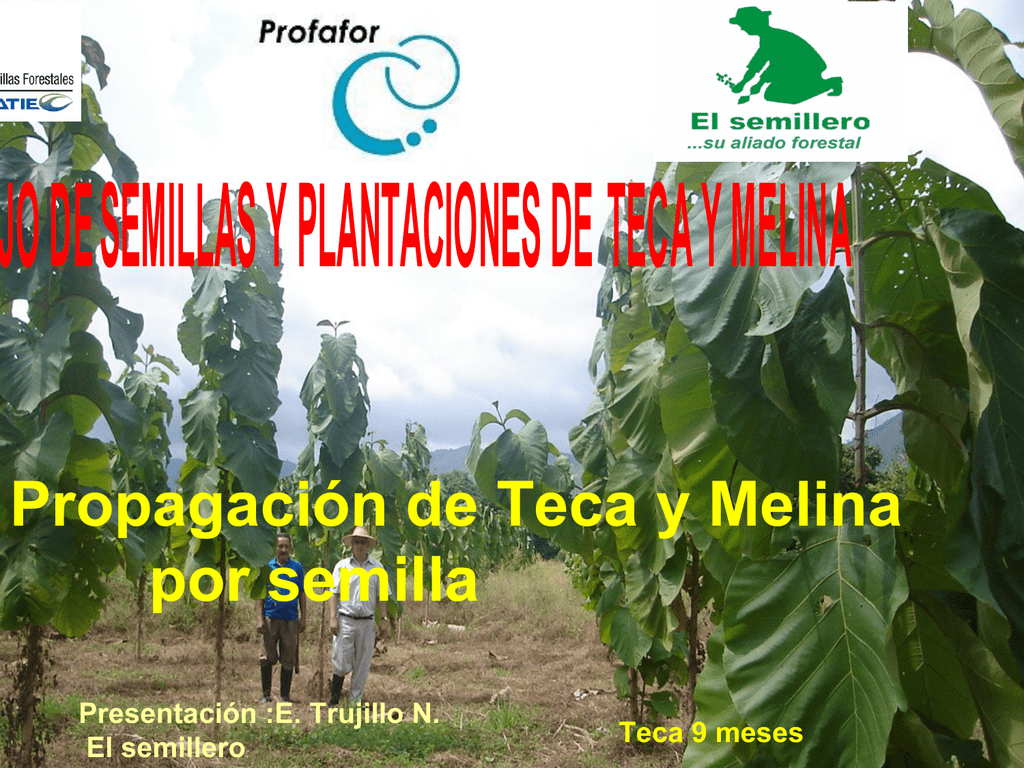 PROPAGACIÓN DE TECA Y MELINA POR SEMILLA E
