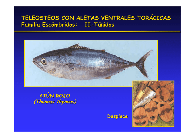 TELEOSTEOS CON ALETAS VENTRALES TORÁCICAS Familia