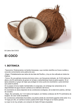 Coco Variedad Enano Verde Del Brasil