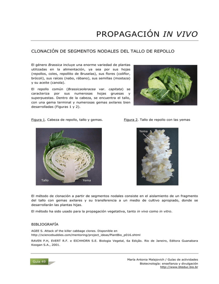 49 Propagación in vivo