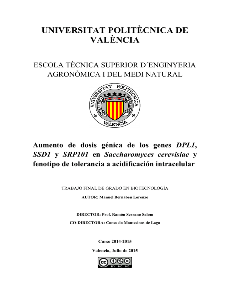 universitat politècnica de valència