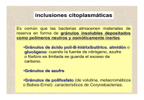 Inclusiones Citoplasmáticas Bacterianas: Reservas y Funciones