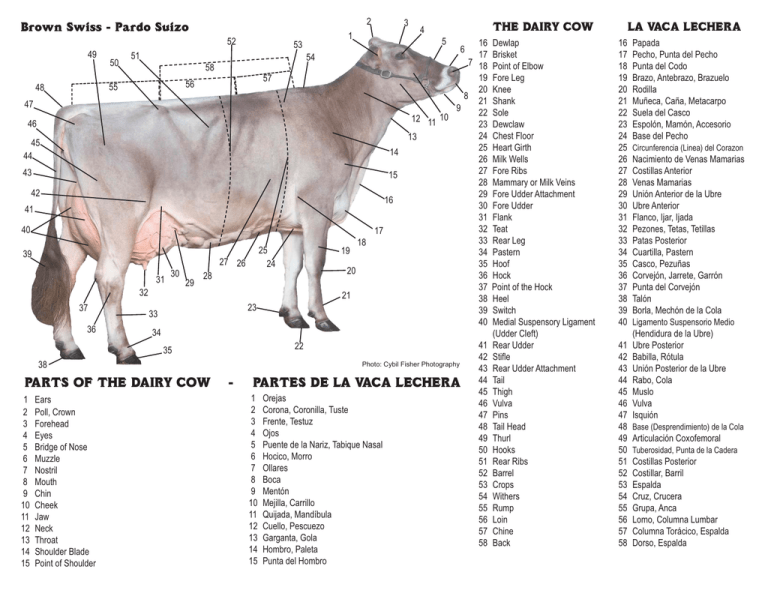 parts of the dairy cow - Brown Swiss Association