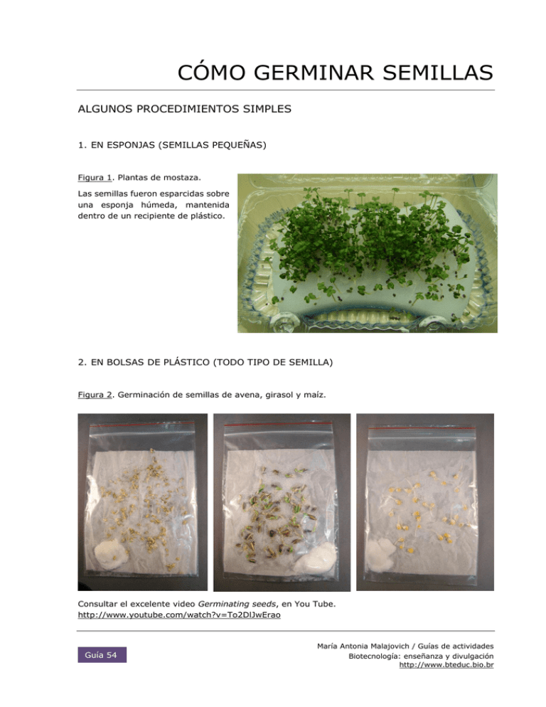 CÓMO GERMINAR SEMILLAS