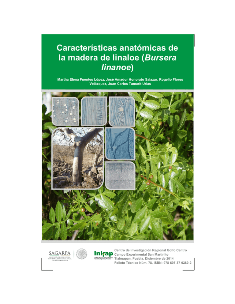 Características anatómicas de la madera de linaloe