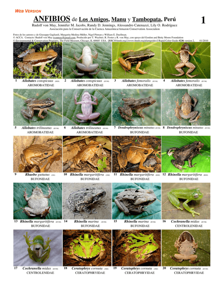 ANFIBIOS de Los Amigos, Manu y Tambopata, Perú