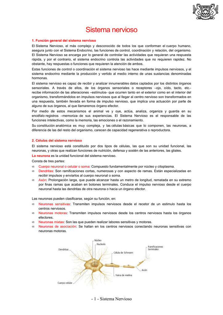 Sistema Nervioso