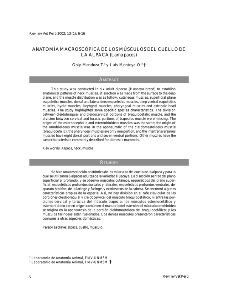 ANATOMÍA MACROSCÓPICA DE LOS MÚSCULOS DEL