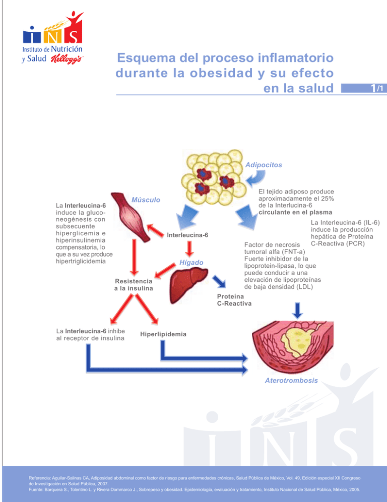 Proceso Inflamatorio CS2 - Instituto de Nutrición y Salud Kellogg`s