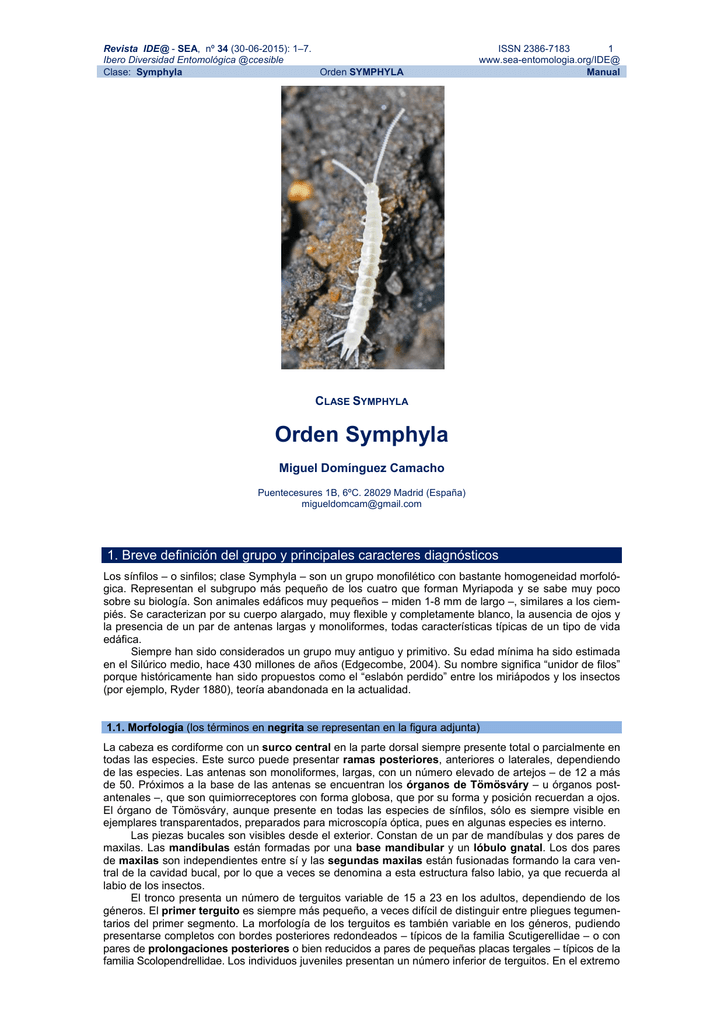 Orden Symphyla
