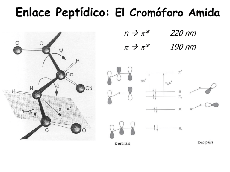 Enlace Peptídico: El Cromóforo Amida