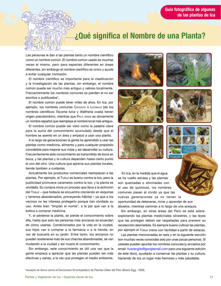 ¿Qué significa el Nombre de una Planta?