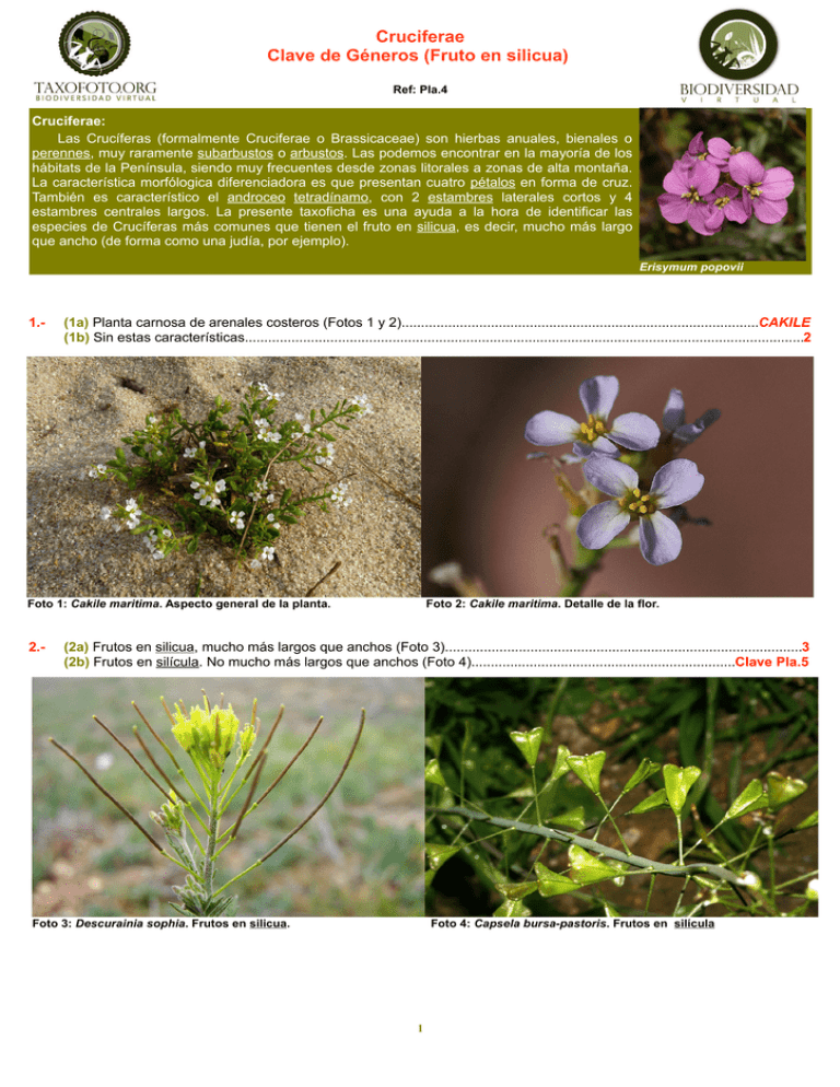Cruciferae Clave de Géneros (Fruto en silicua)