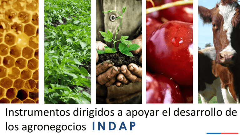 INDAP Chile