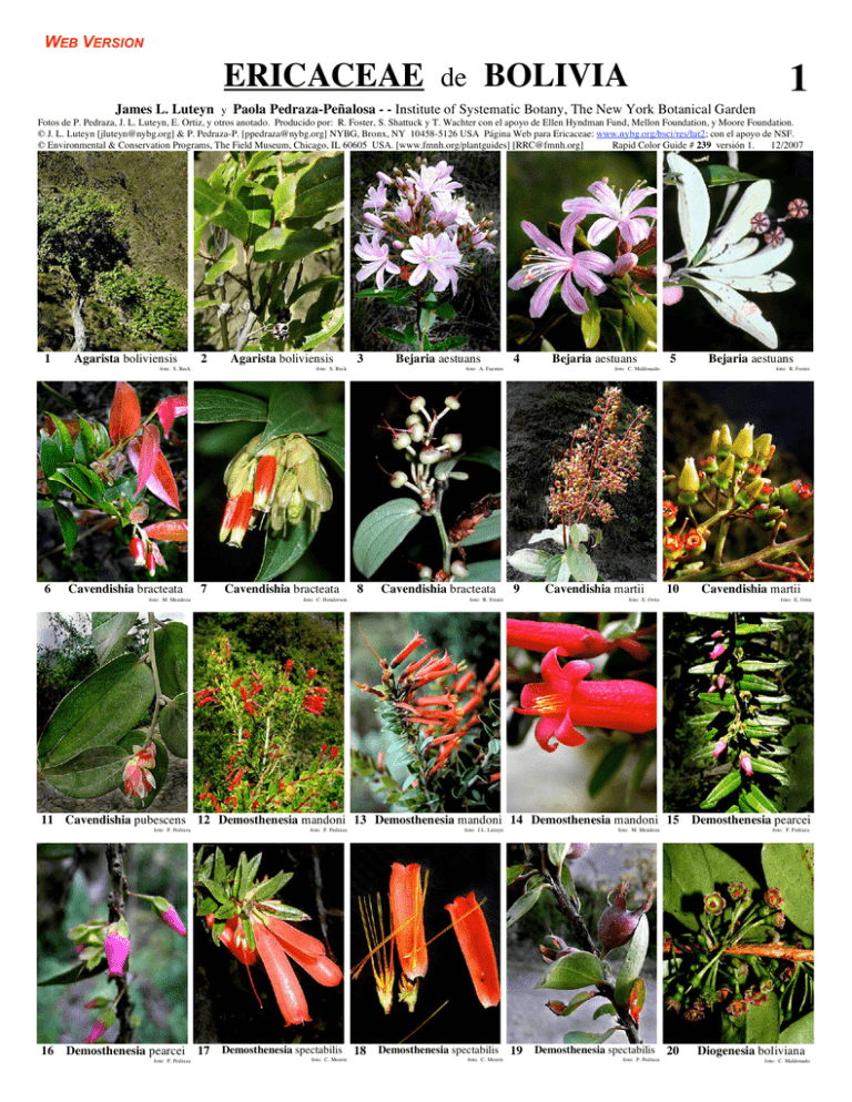 ERICACEAE de BOLIVIA - Field Guides