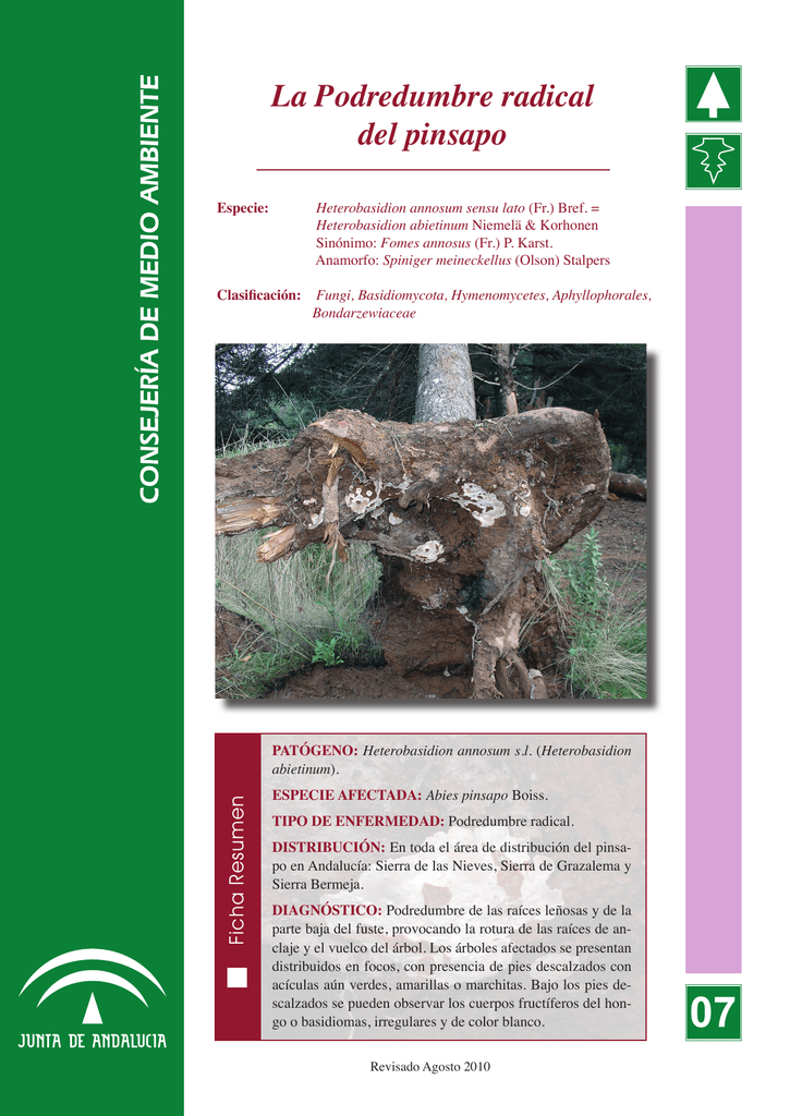 La Podredumbre radical del pinsapo