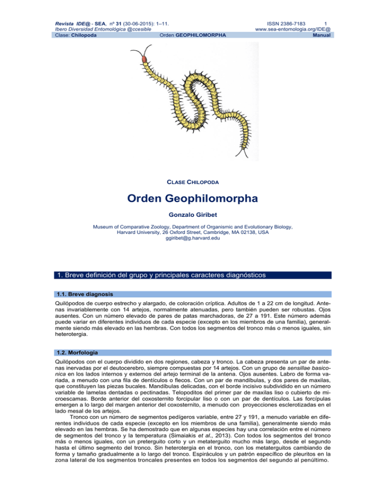 Orden Geophilomorpha - Sociedad Entomológica Aragonesa