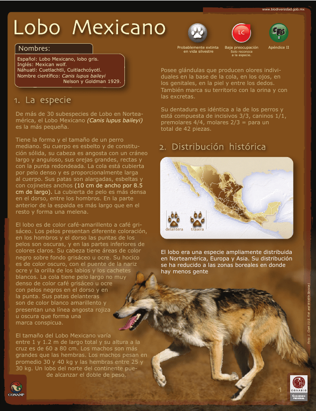 Lobo mexicano - Biodiversidad Mexicana