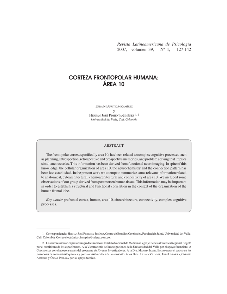 CORTEZA FRONTOPOLAR HUMANA: ÁREA 10