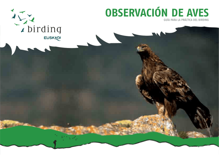 observación de aves