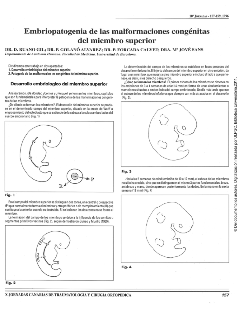 Embriopatogenia De Las Malformaciones Congénitas Del Miembro