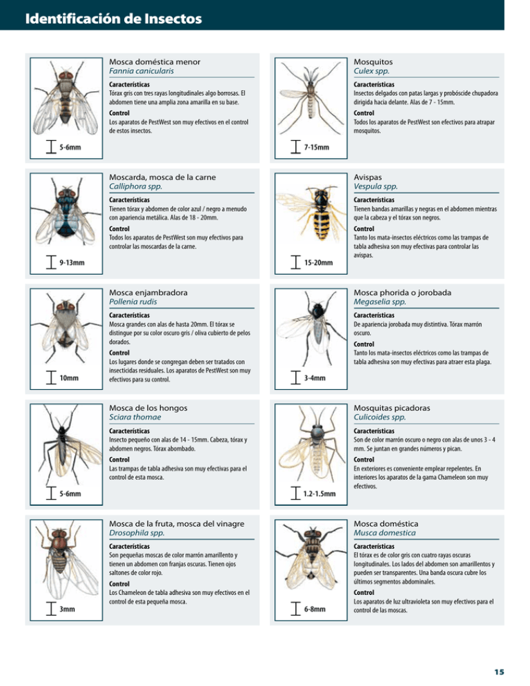 Identificación de Insectos