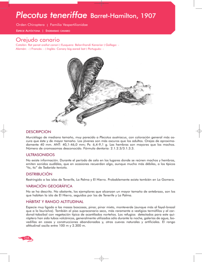 Plecotus teneriffae. Orejudo canario