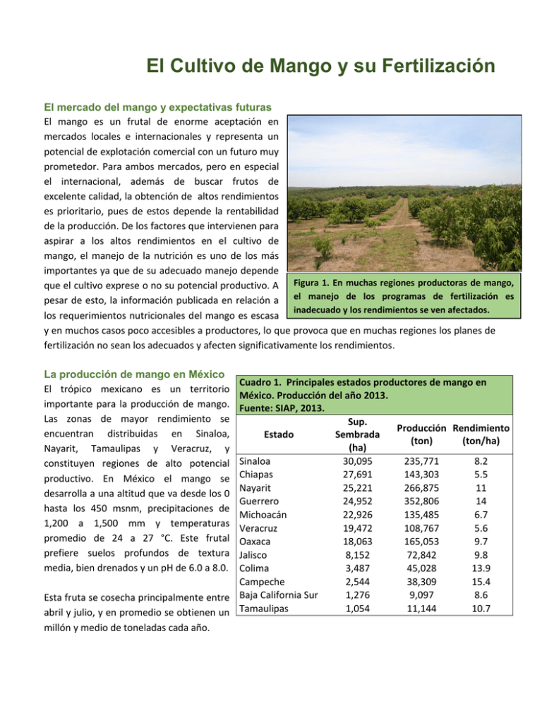 El Cultivo de Mango y su Fertilización