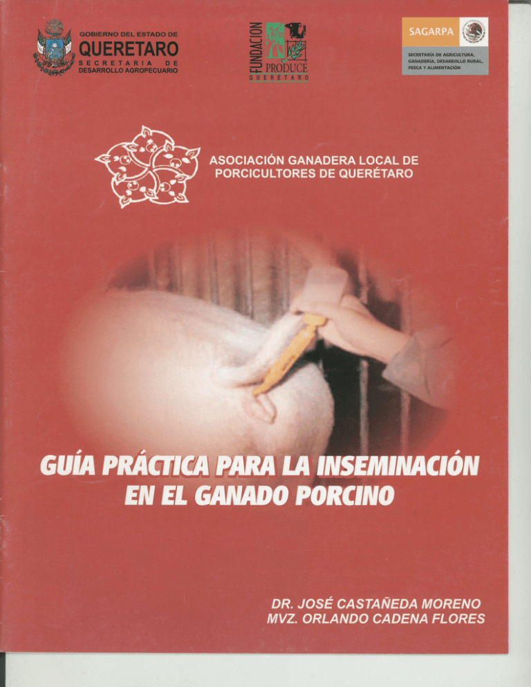 Guia practica para la inseminacion en el ganado porcino