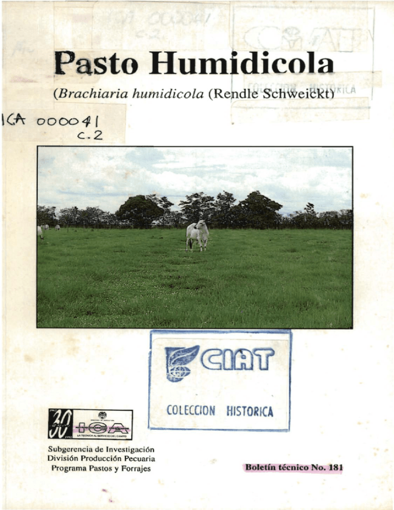 Pasto Humidicola